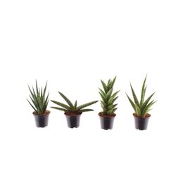 MeinVIPShop Sansevieria cylindrica 4er Set Zimmerpflanze | Gr.: onesize