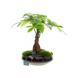 MeinVIPShop Gl&uuml;ckskastanie 47cm im Glas | Gr.: onesize
