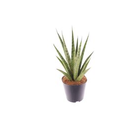 MeinVIPShop Sansevieria trifasciata Pineapple 40cm Zimmerpflanze | Gr.: onesize