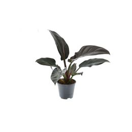 MeinVIPShop Philodendron Imperial Red 35cm Zimmerpflanze | Gr.: onesize