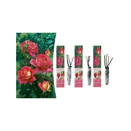 GARDENZO 3er-Set: Großblütige Rosen in Rot-Weiß | Gr.: onesize