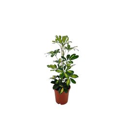 MeinVIPShop Schefflera arboricola Gold Capella 55cm | Gr.: onesize