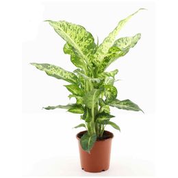 MeinVIPShop Diffenbachia 60cm Zimmerpflanze | Gr.: onesize
