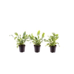 MeinVIPShop Phlebodium aureum Blue Star 3er Set Zimmerpflanze | Gr.: onesize