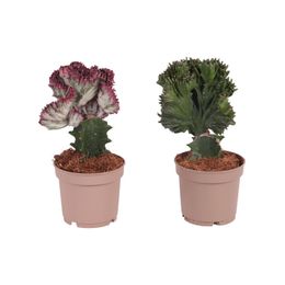 MeinVIPShop Euphorbia 2er Set Zimmerpflanze | Gr.: onesize