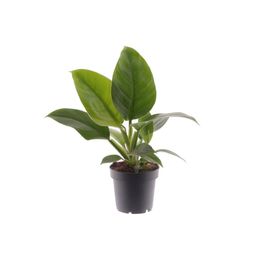 MeinVIPShop Philodendron Imperial Green 35cm | Gr.: onesize