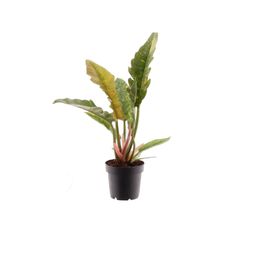 MeinVIPShop Philodendron Ring of Fire 35cm Zimmerpflanze | Gr.: onesize
