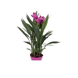 MeinVIPShop Siam Tulpe 65cm Zimmerpflanze | Gr.: onesize