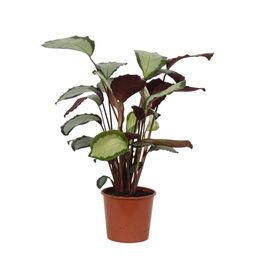 MeinVIPShop Calathea picturata 65cm Zimmerpflanze | Gr.: onesize