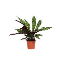 MeinVIPShop Calathea lancifolia 45cm Zimmerpflanze | Gr.: onesize