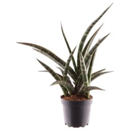 MeinVIPShop Sansevieria trifasciata Megan 35cm Zimmerpflanze | Gr.: onesize