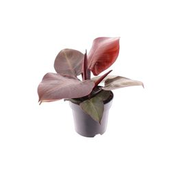 MeinVIPShop Philodendron Cherry Red 30cm Zimmerpflanze | Gr.: onesize