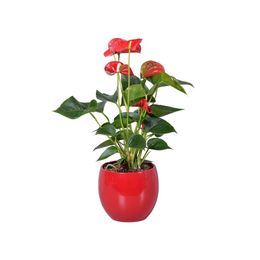 MeinVIPShop Flamingoblume rot 45cm mit Übertopf | Gr.: onesize