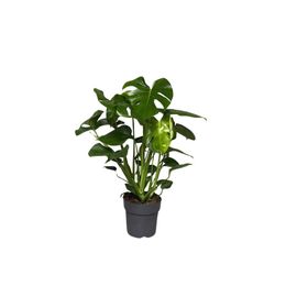 MeinVIPShop Monstera deliciosa 70cm Zimmerpflanze | Gr.: onesize