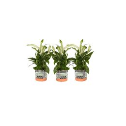 MeinVIPShop Spathiphyllum Pearl Cupido in stylischen Übertopf 3er Set Zimmerpflanze | Gr.: onesize
