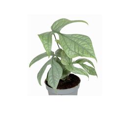 MeinVIPShop Monstera Amydrium Medium 1er zimmerpflanze | Gr.: onesize