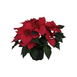 MeinVIPShop Weihnachtsstern rot 35cm Zimmerpflanze | Gr.: onesize