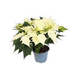 MeinVIPShop Weihnachtsstern weiß 35cm Zimmerpflanze | Gr.: onesize