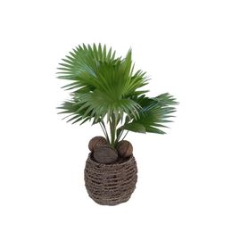 MeinVIPShop Livistona Palme 50cm mit Übertopf | Gr.: onesize