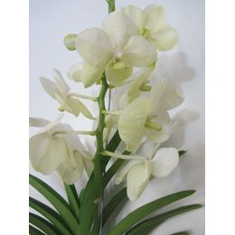 MeinVIPShop Echte Pflanze Vanda Orchidee blühend XXL 55 cm Rarität weiß | Gr.: onesize