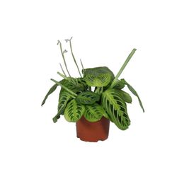 MeinVIPShop Maranta leuconeura Lemon Lime 1er 30cm | Gr.: onesize