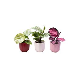MeinVIPShop Calathea Mix 3er Set mit Übertöpfen | Gr.: onesize