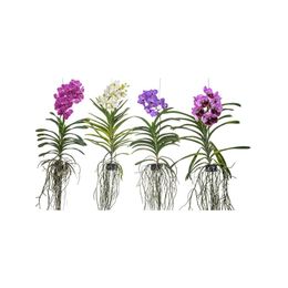MeinVIPShop Echte blühende Orchidee Vanda pink | Gr.: onesize