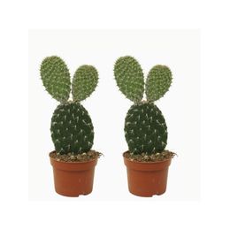 MeinVIPShop Kaktus Opuntia Pylana 30cm 2er Set | Gr.: onesize