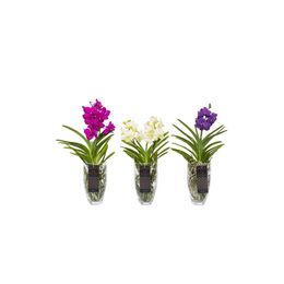 MeinVIPShop Echte blühende Orchidee Vanda violett in Vase | Gr.: onesize