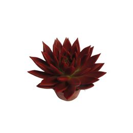 MeinVIPShop Echeveria 'Miranda' Zimmerpflanze | Gr.: onesize