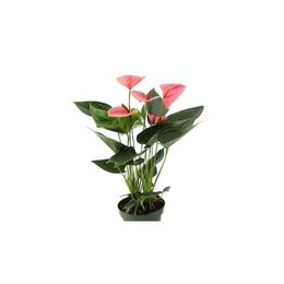 MeinVIPShop Flamingoblume pink 45cm Zimmerpflanze | Gr.: onesize
