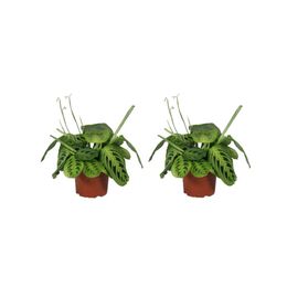MeinVIPShop Maranta leuconeura Lemon Lime 2er Set | Gr.: onesize