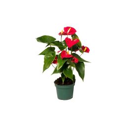 MeinVIPShop Flamingoblume rot 50 cm Zimmerpflanze | Gr.: onesize