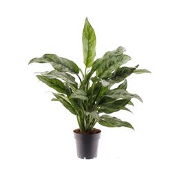 MeinVIPShop Aglaonema Romeo 45cm Zimmerpflanze | Gr.: onesize
