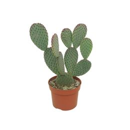 MeinVIPShop Kaktus Opuntia microdasys 25cm | Gr.: onesize