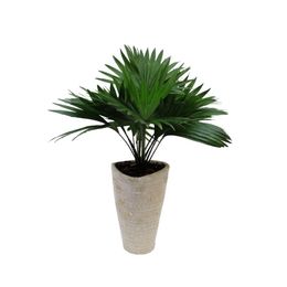 MeinVIPShop Livistona Palme mit Übertopf 45cm | Gr.: onesize