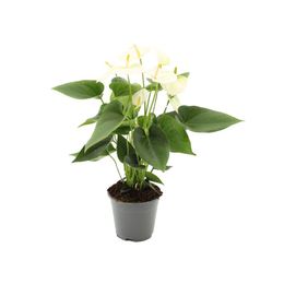 MeinVIPShop Flamingoblume weiß 40cm Zimmerpflanze | Gr.: onesize