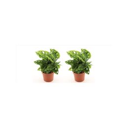 MeinVIPShop Monstera adansonii 25cm 2er Set Zimmerpflanze | Gr.: onesize