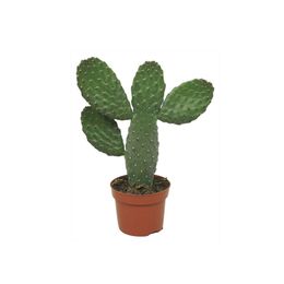 MeinVIPShop Kaktus Opuntia Consulea 25cm | Gr.: onesize