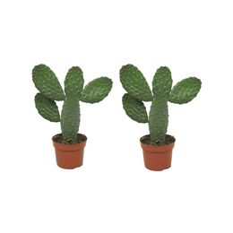 MeinVIPShop Kaktus Opuntia Consulea 25cm 2er Set | Gr.: onesize