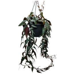 MeinVIPShop Parthenocissus Amazonica Hängepflanze 80cm | Gr.: onesize