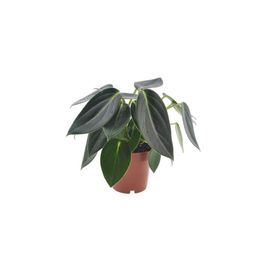MeinVIPShop Peperomia Vanilla 25cm Zimmerpflanze | Gr.: onesize