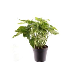 MeinVIPShop Syngonium podophyllum Mottled 35cm | Gr.: onesize