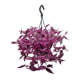 MeinVIPShop Tradescantia zebrina Pink Paradise 40cm Zimmerpflanze | Gr.: onesize