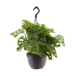 MeinVIPShop Monstera adansonii Hängeampel 40cm | Gr.: onesize