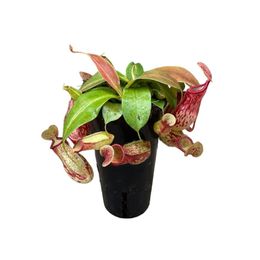 MeinVIPShop Fleischfressende Pflanze Nepenthes Monkey Jars 45cm | Gr.: onesize
