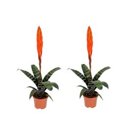 MeinVIPShop Bromelie Vriesea Era 50cm 2er Set Zimmerpflanze | Gr.: onesize
