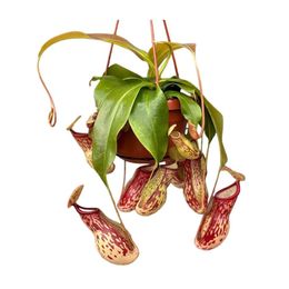 MeinVIPShop Fleischfressende Pflanze Nepenthes Monkey Jars Hängepflanze 45cm | Gr.: onesize