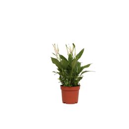 MeinVIPShop Spathiphyllum Bellini 40cm weiß Zimmerpflanze | Gr.: onesize