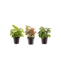 MeinVIPShop Syngonium gemischt 3er Set Zimmerpflanze | Gr.: onesize